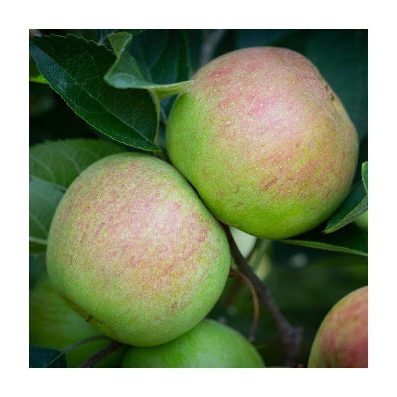Apple Tree - Laxton's Superb (MM106)