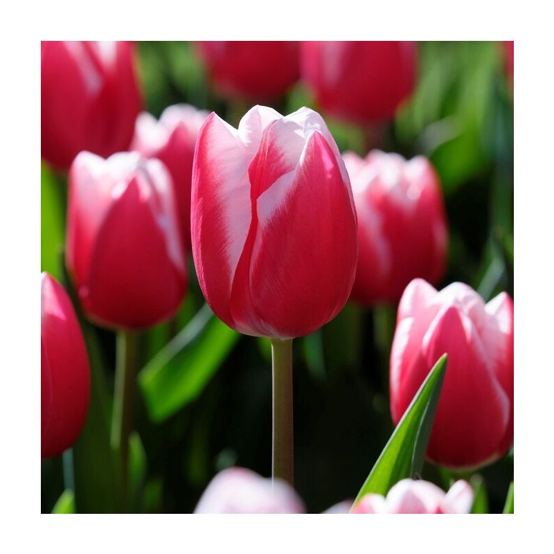 Tulip Leen Van Der Mark - Pack of 12