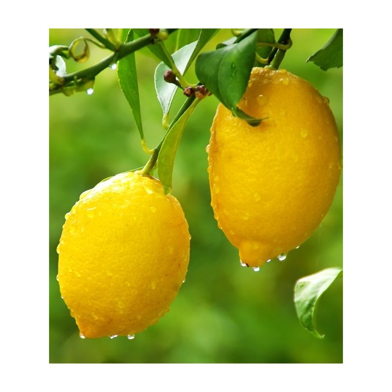 Citrus Tree - Fruiting & Flowering Lemon Tree - 80-100cms - Perfect for ...