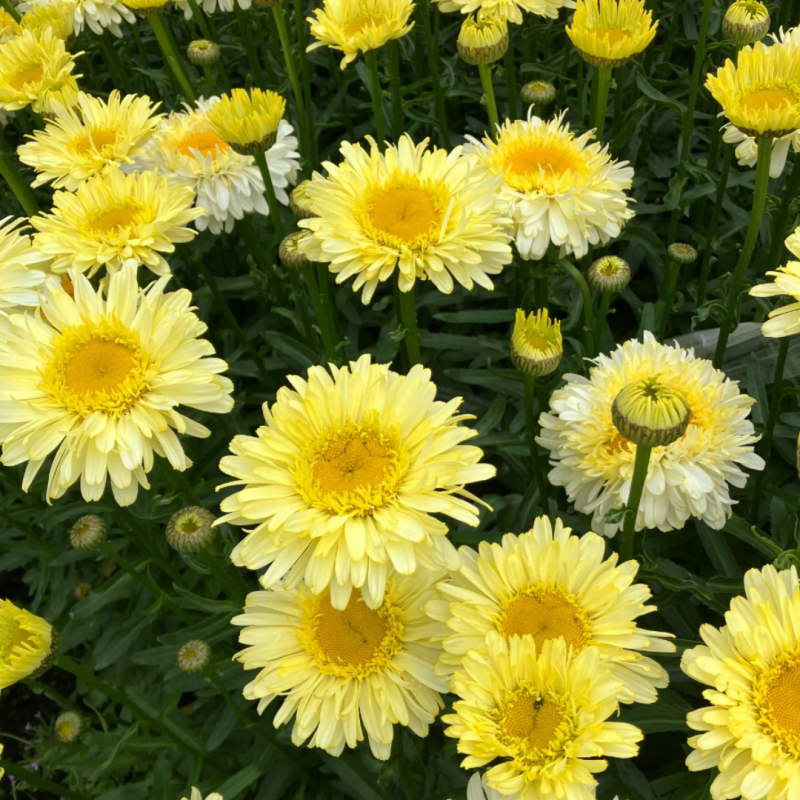 Leucanthemum Real Charmer - Shasta Daisy