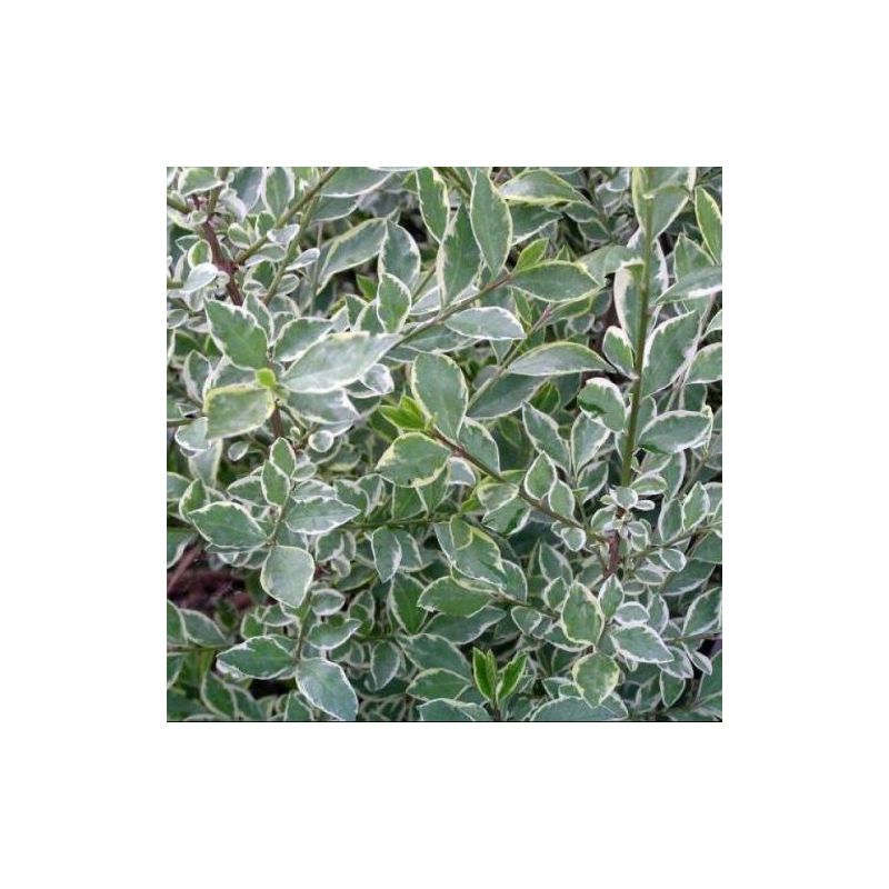 Ligustrum argenteum - Variegated Privet