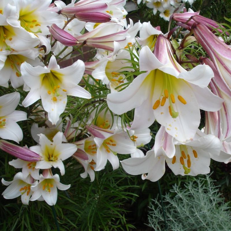Lilium Regale - Pack of TWO Lily Bulbs