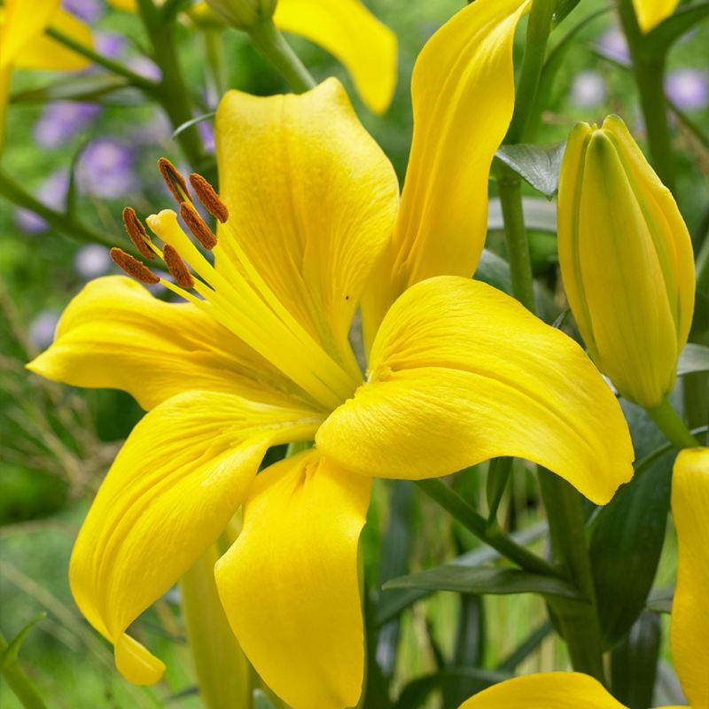 Lilium asiatic Yellow - Pack of FIVE Lily Bulbs