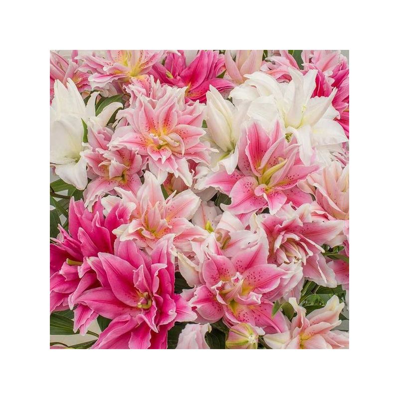 Lilium oriental Double Mixed - Pack of FOUR Lily Bulbs