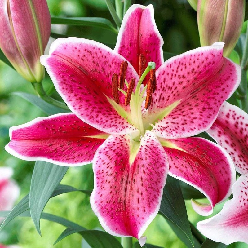 Lilium Oriental Pink/White - Pack of 5