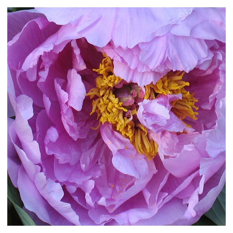 Tree Peony - Paeonia suffruticosa ‘Ling Hua Zhan Lou’ - Limpid Dews on ...
