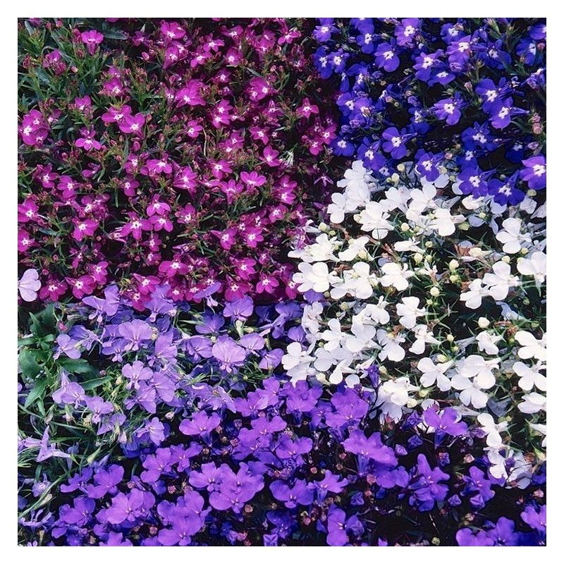 Lobelia String of Pearls