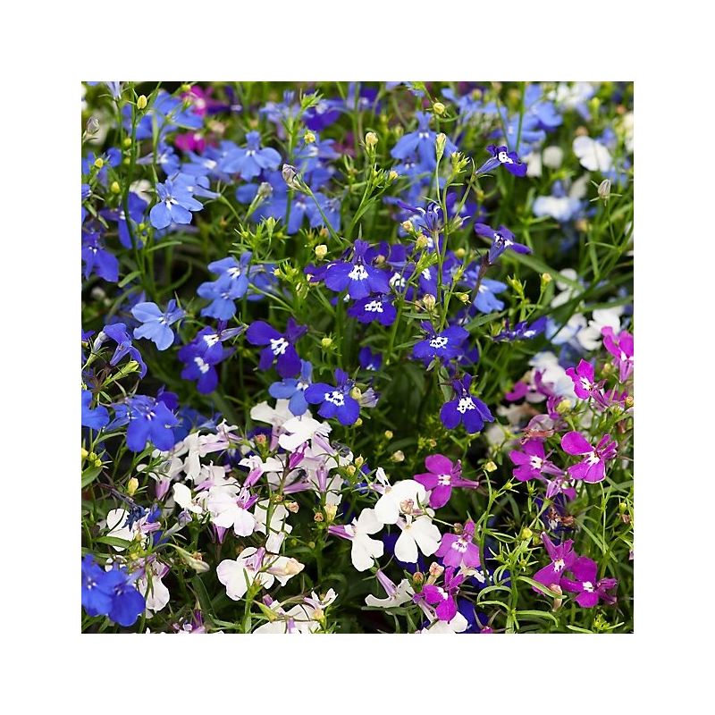 Lobelia Magic Fountain Mix - Pack of 40 Plants