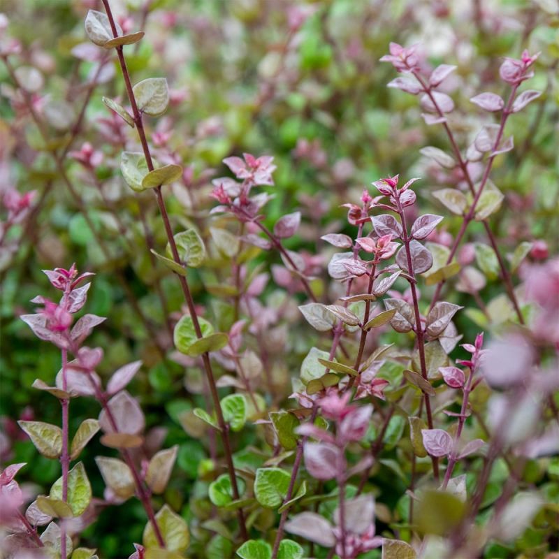 Lonicera Red Tips