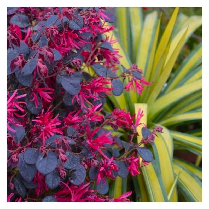 Loropetalum Black Pearl - Chinese Witch Hazel