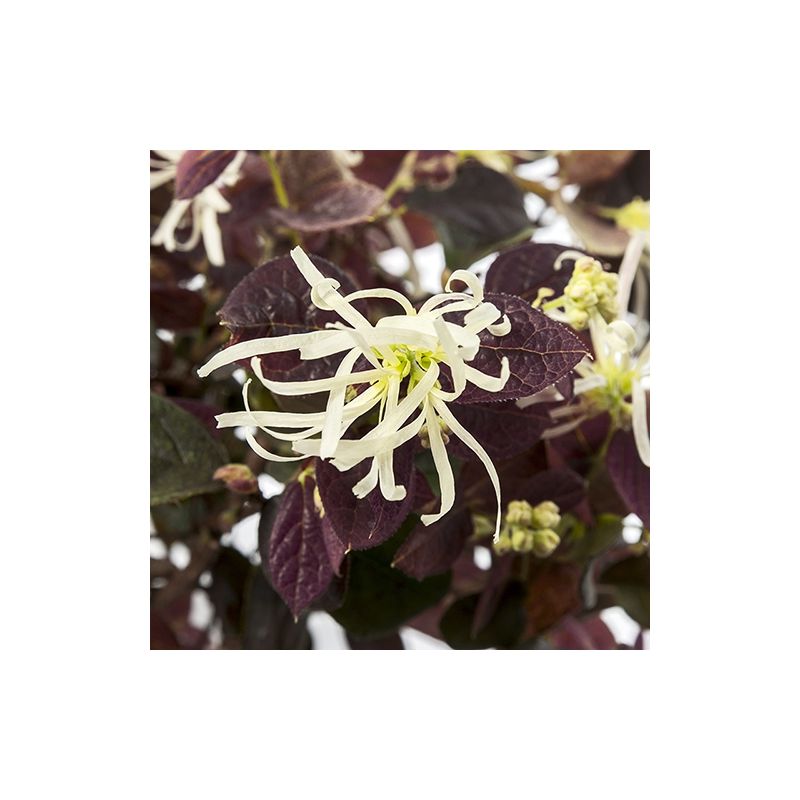 Loropetalum chinensis 'Ruby Snow' - Chinese Witch Hazel
