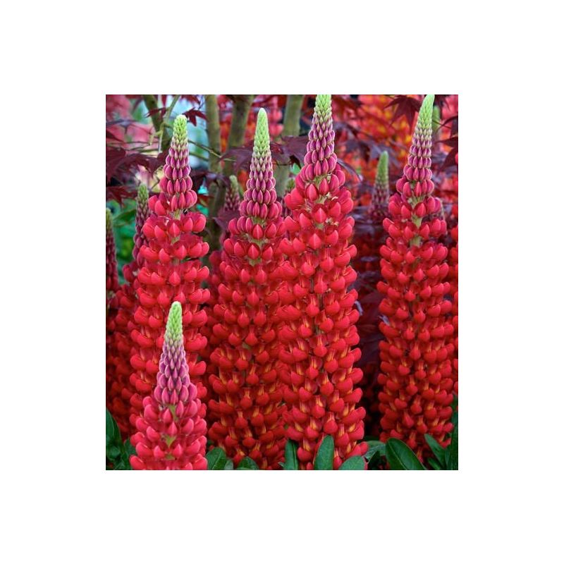 Lupinus West Country Lupins Beefeater