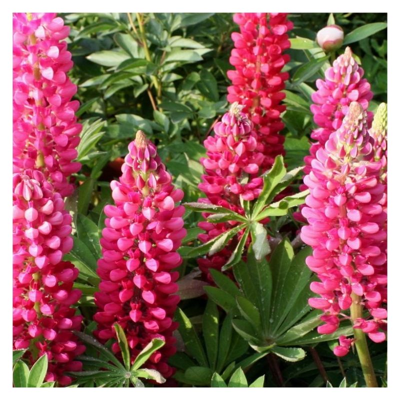 Lupinus Gallery Rose - Pink Lupin