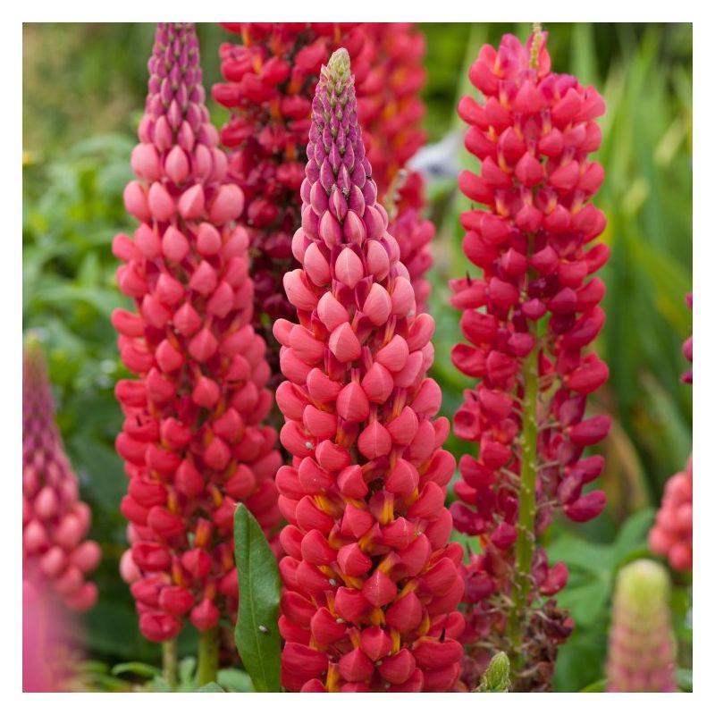 Lupinus West Country - Lupin Towering Inferno