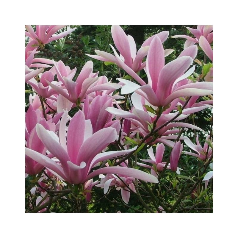 Magnolia hybrida George Henry Kern - Soft Pink Magnolia Tulip Tree