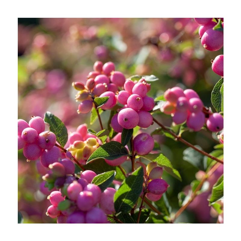Symphoricarpos dorenborsii Magic Berry - Snowberry
