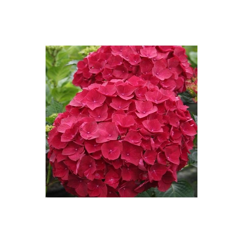 Hydrangea macrophylla 'Magical Ruby Red' - Large Flowered Mophead Hydrangea - XXXL Plants