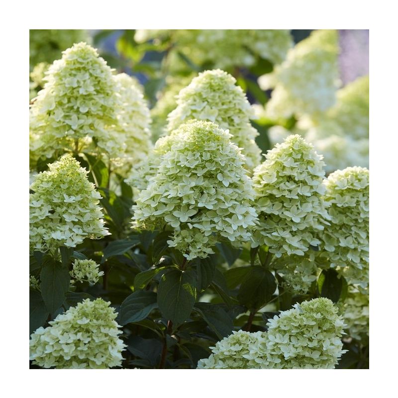 Hydrangea paniculata Magical Candle - Large Specimen