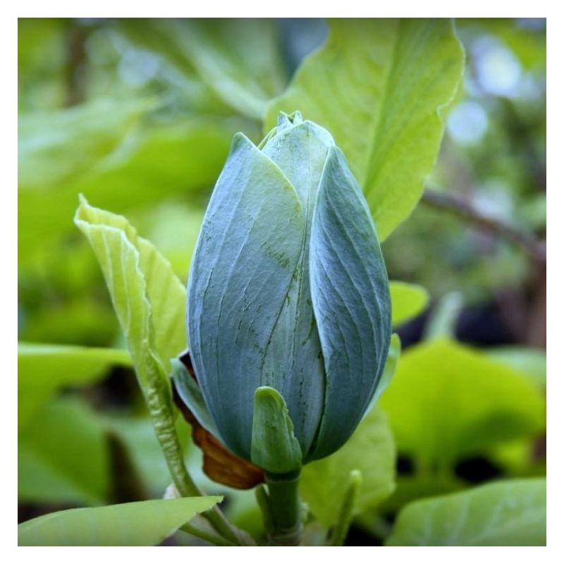 Large - Magnolia acuminata BLUE BABY - circa 140 -160cm Tulip Tree