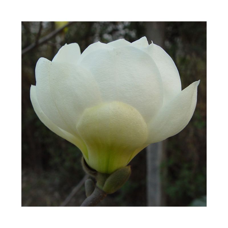 Magnolia denudata Jade Lamp - Tulip Tree