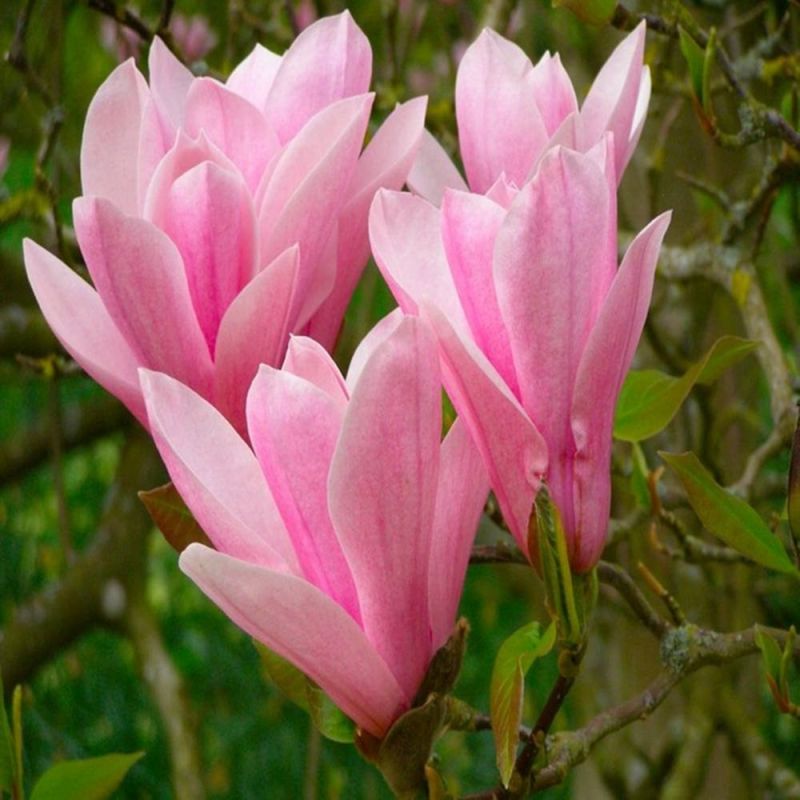 Magnolia soulangeana Heaven Scent - Large Standard Tree - circa 180 ...