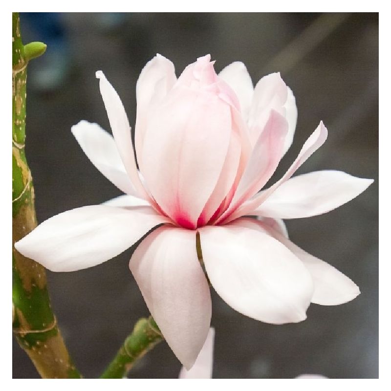 Magnolia Pink Beauty circa 120-150cm