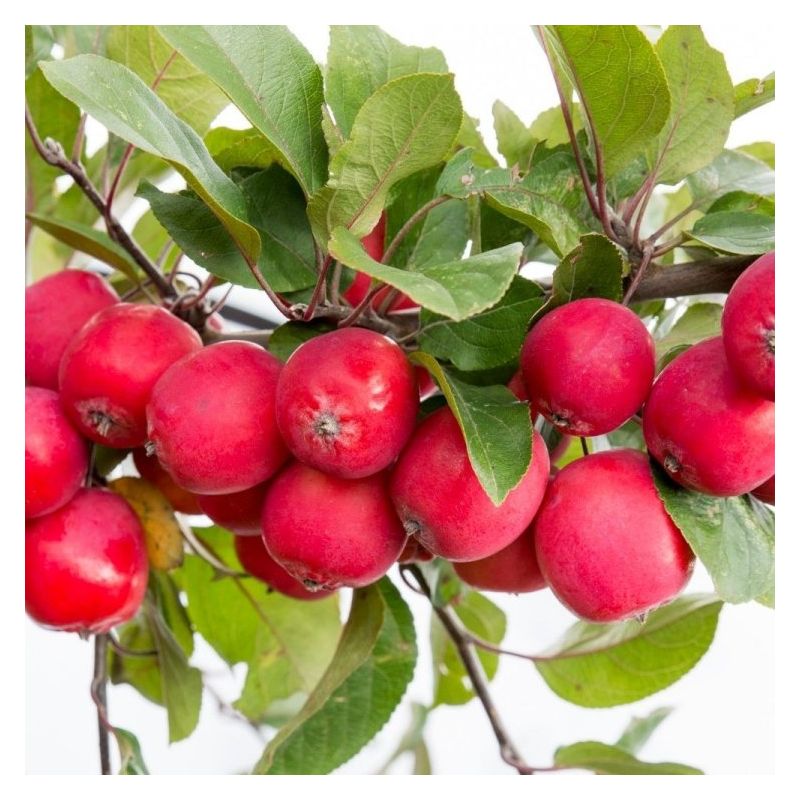 Malus Appletini® - Compact Mini Apple Tree