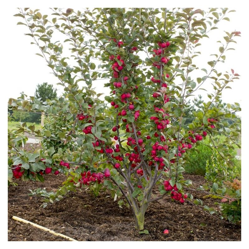 Malus Appletini® - Compact Mini Patio Apple Tree