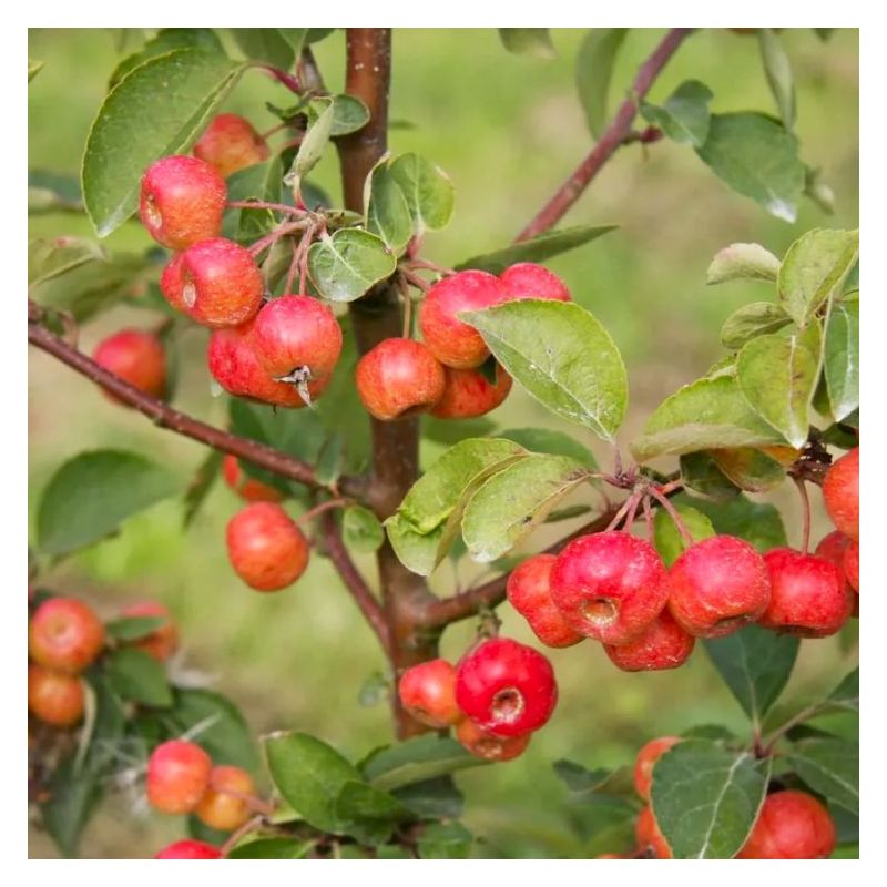 Malus Evereste - Crabapple - circa 130-150cm Tree