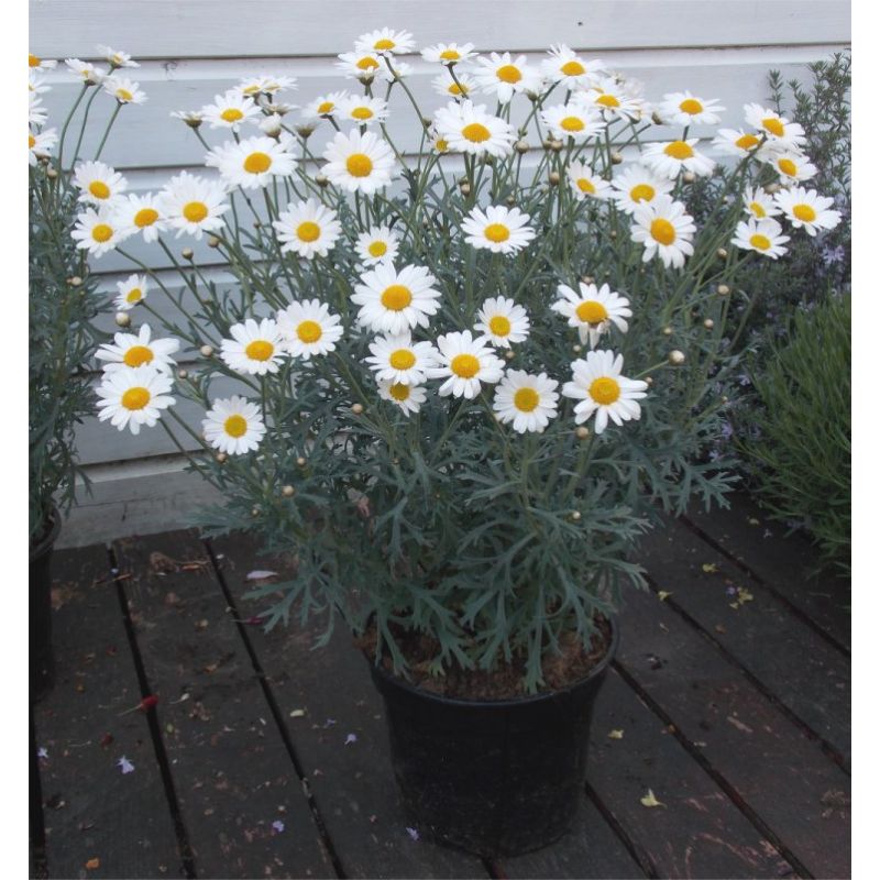 Giant Flowered Marguerite Daisy Bushes - Argyranthemum frutescens ...
