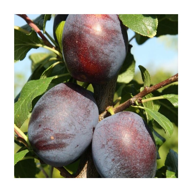 Plum Tree - Marjorie's Seedling Bush (St. Julien A) - 150-170cm Tall