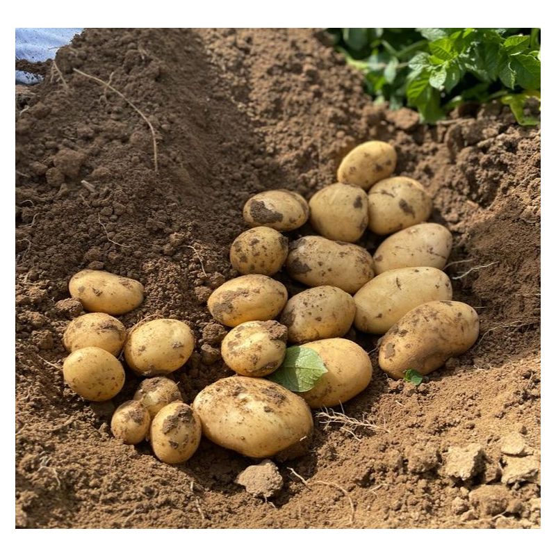 Marvel - Main Crop Seed Potatoes - Pack of 10