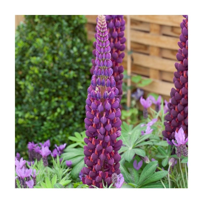 Lupinus West Country Lupin Masterpiece