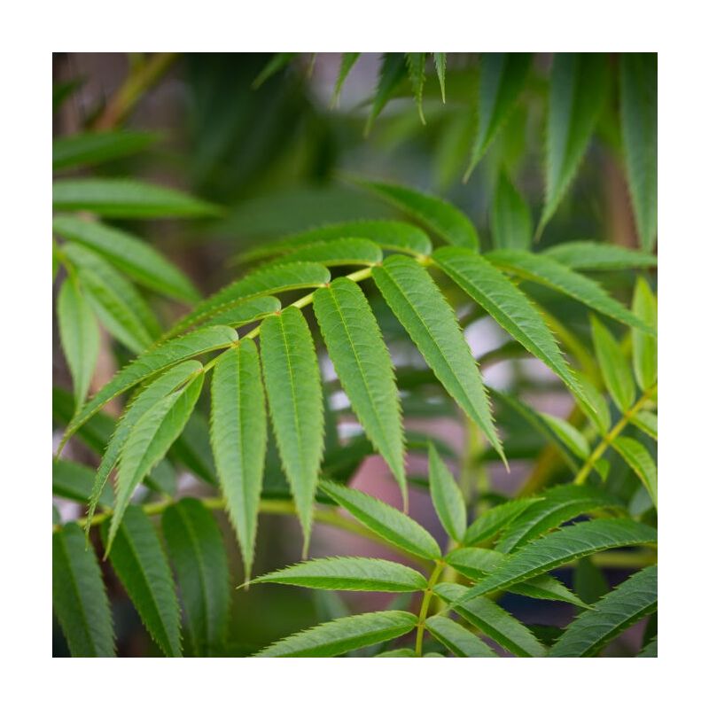 Sorbus Matthew Ridley - Rowan Tree