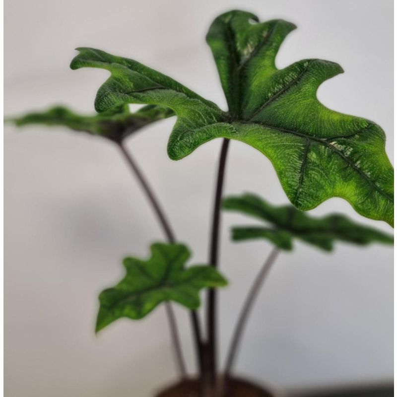 Alocasia Jacklyn