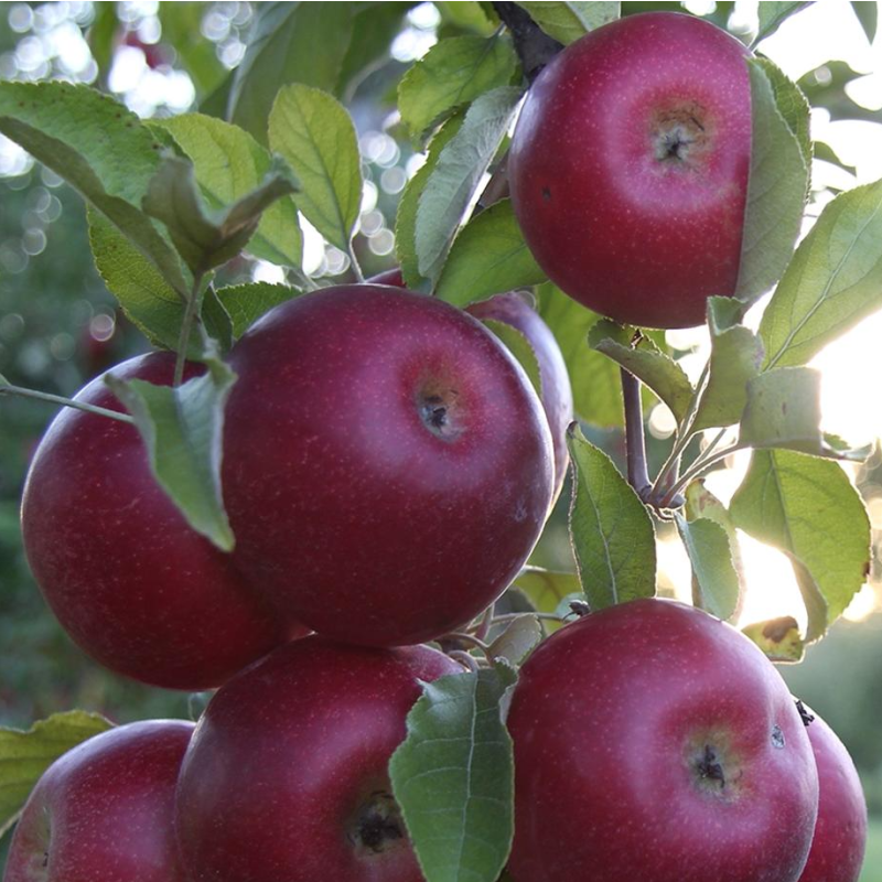 Apple Tree - Meridian Bush (MM106) - 150-170cm Tall