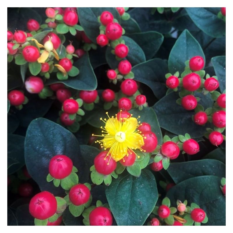 Hypericum Miracle Red