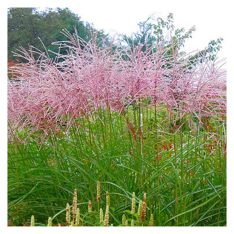 Miscanthus sinensis Flamingo - Large Specimen
