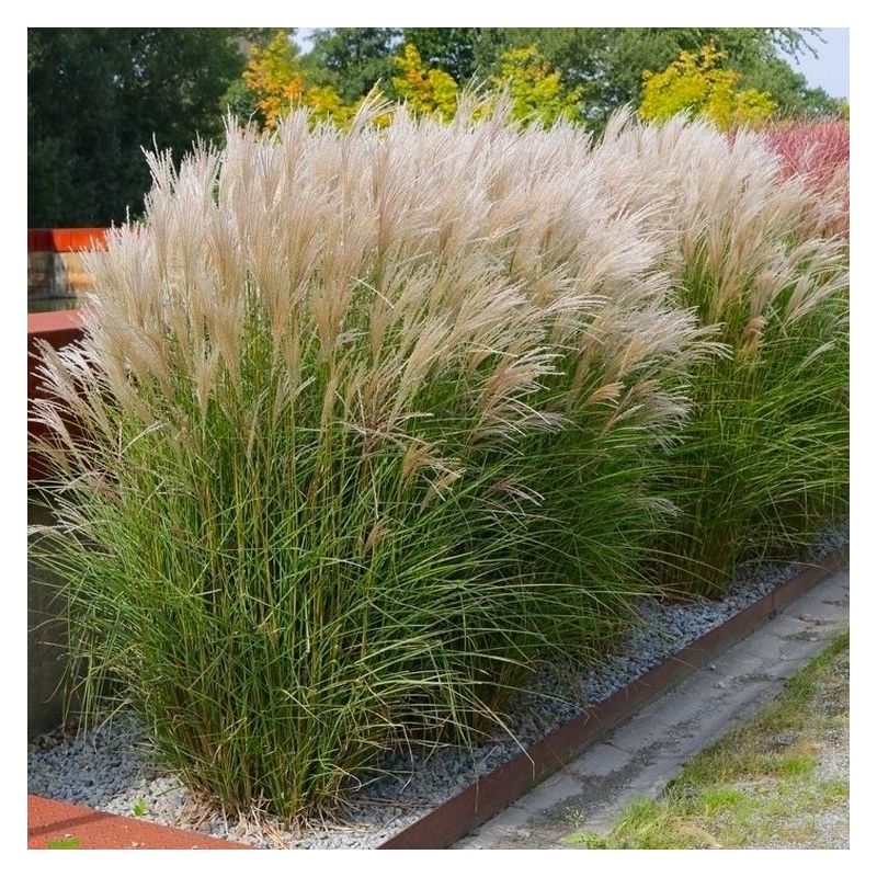 Miscanthus sinensis Kleine Silberspinne - Chinese Silver Grass - Large ...