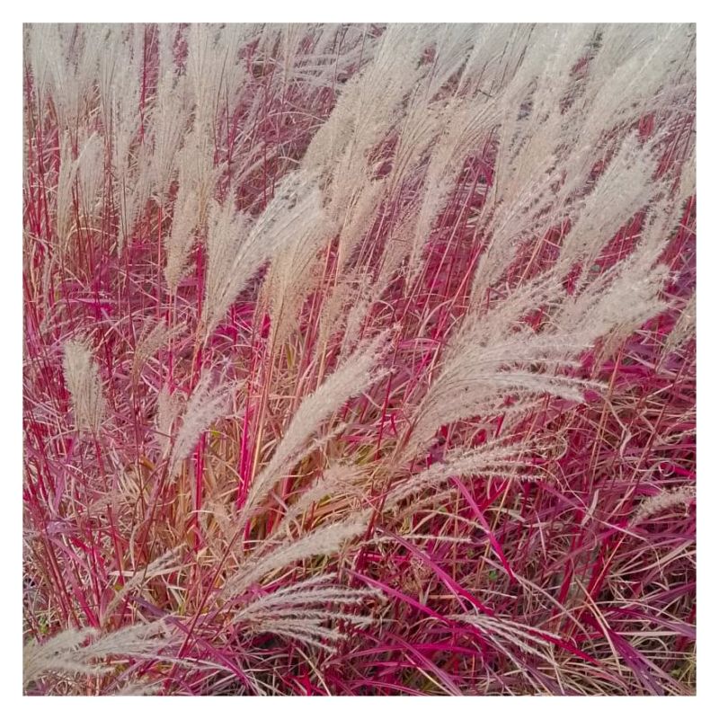 Miscanthus sinensis 'Ruby Cute'