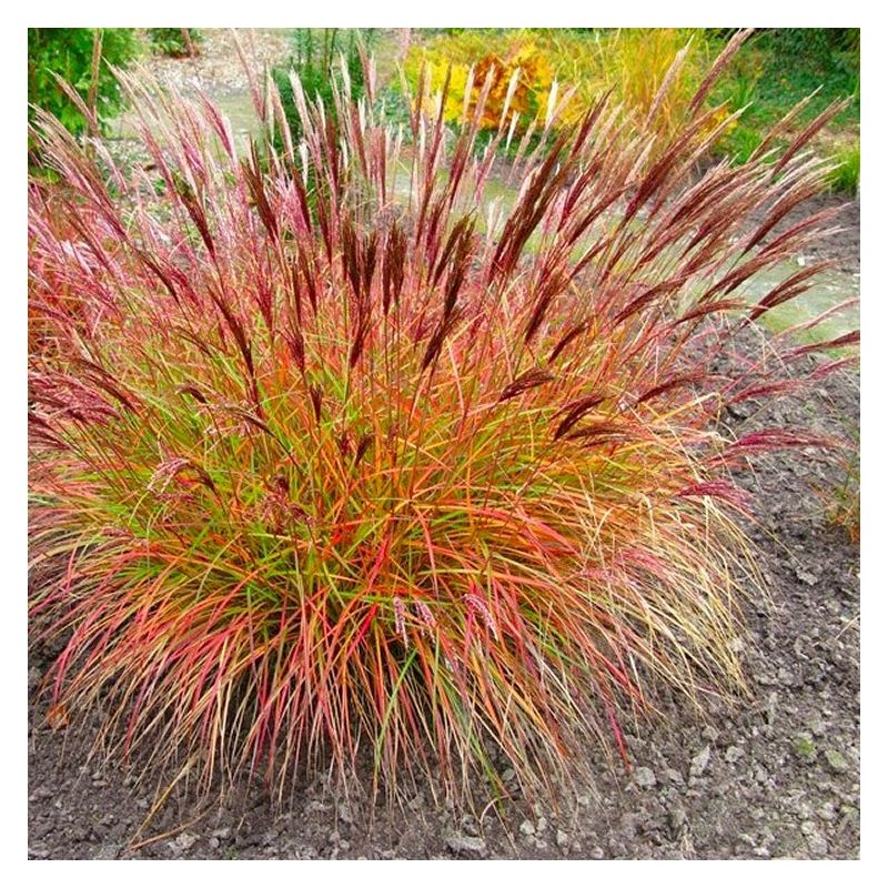 Miscanthus sinensis Red Chief