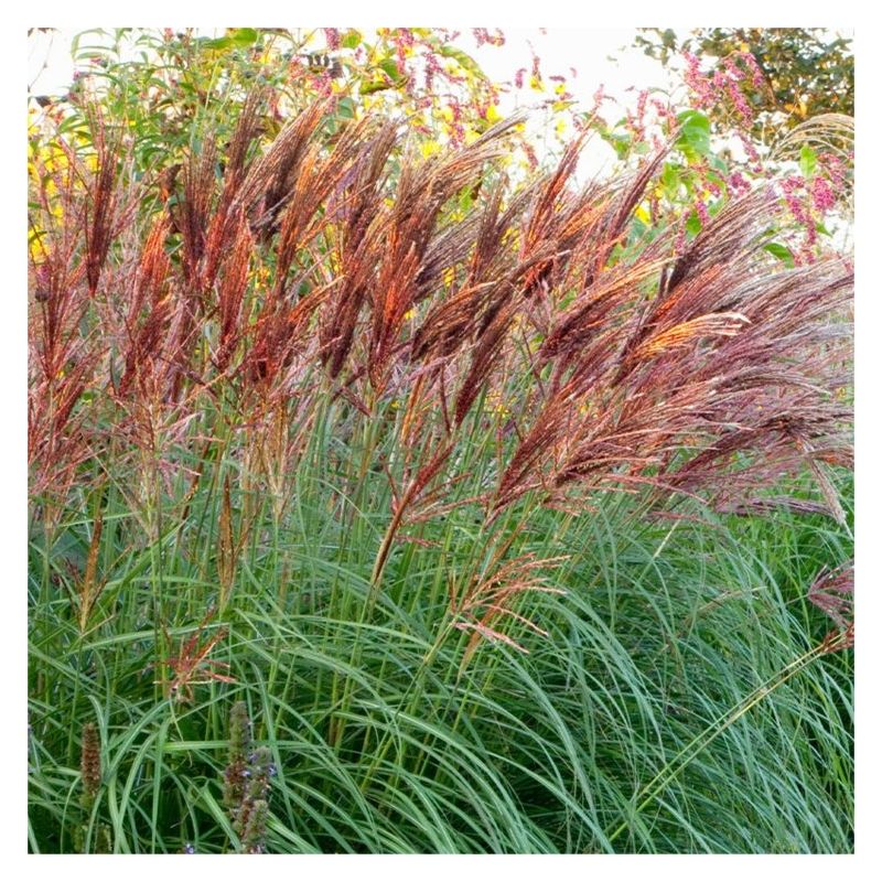 Miscanthus sinensis Volcano
