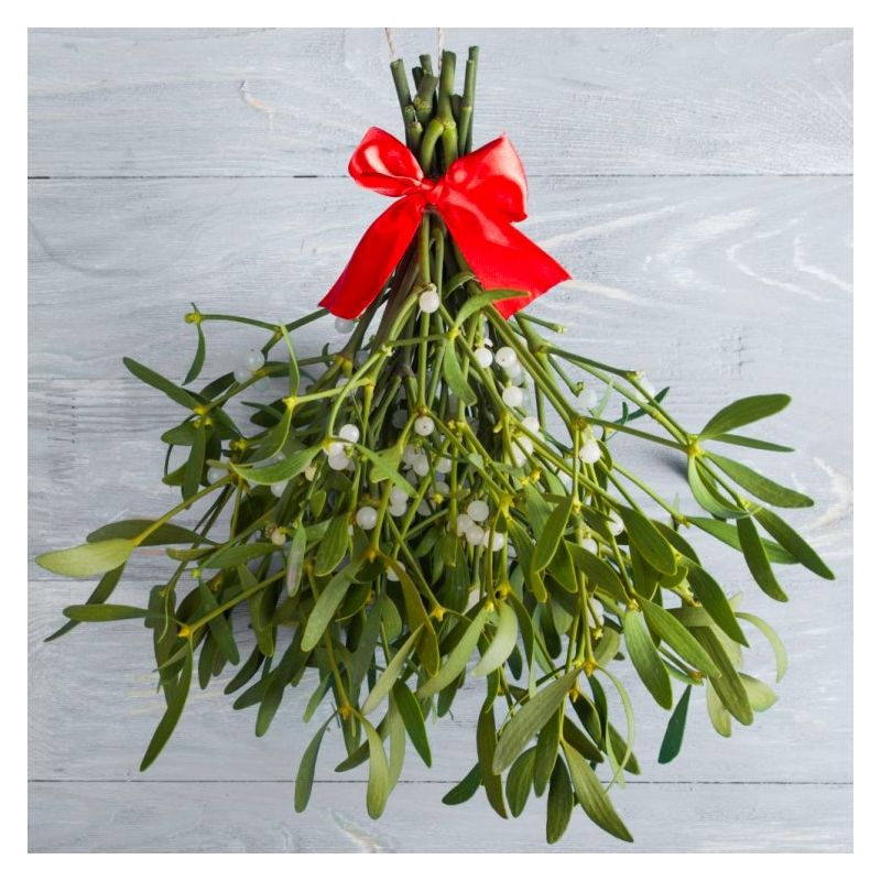 Fresh Mistletoe Bunch - Standard Size