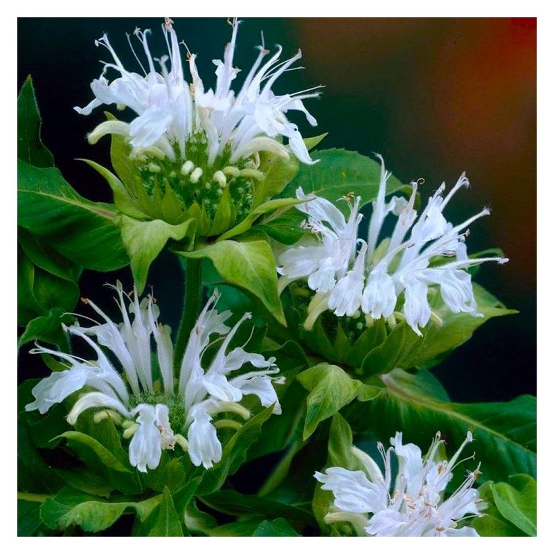 Monarda ''Snow Maiden'' (Schneewitchen) - Bergamot