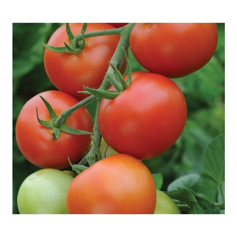 Tomato 'Moneymaker'