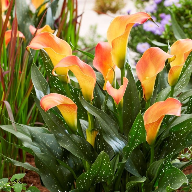 Zantedeschia Morning Sun - Calla Lily - Pack of TEN Bare root