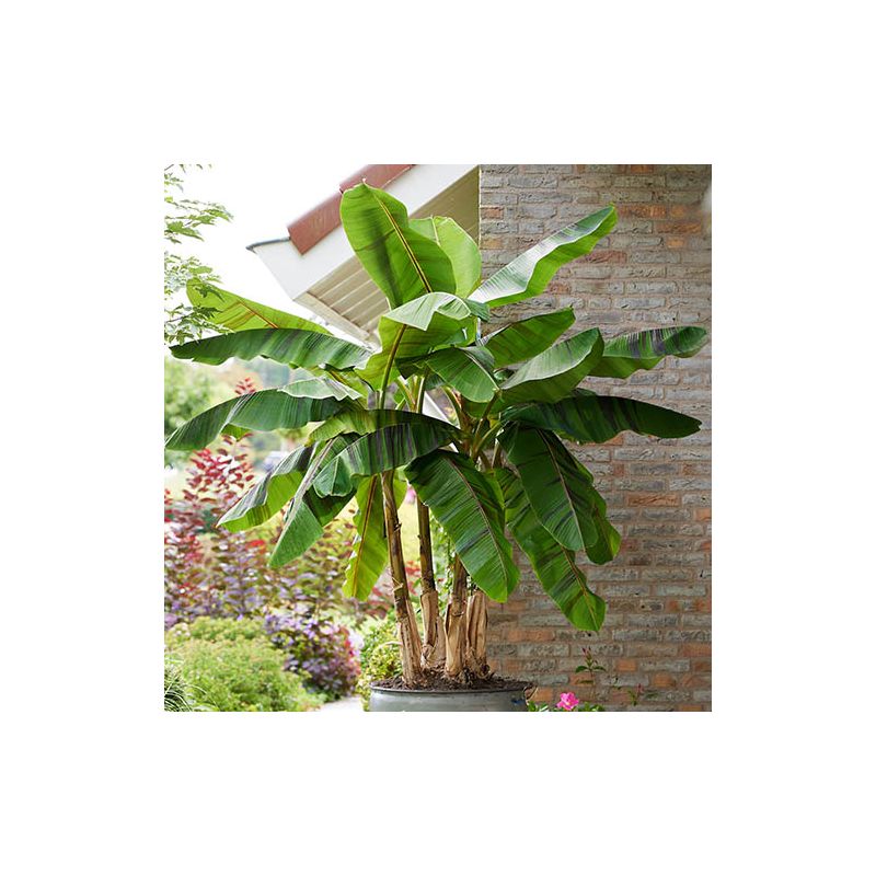 Musa sikkimensis ‘Ever Red’ - Hardy Darjeeling Banana - EXTRA LARGE ...