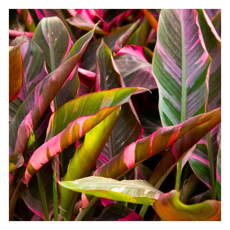 RARE - Musa Nono - Pink Variegated Banana Plant