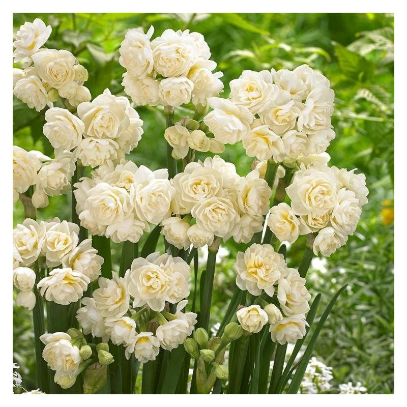Narcissi Erlicheer - Rare Double White Fragrant Paper White Daffodils ...