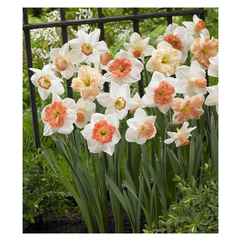 Pink Family Daffodil Designer Blend - Pack of 5 Bulbs
